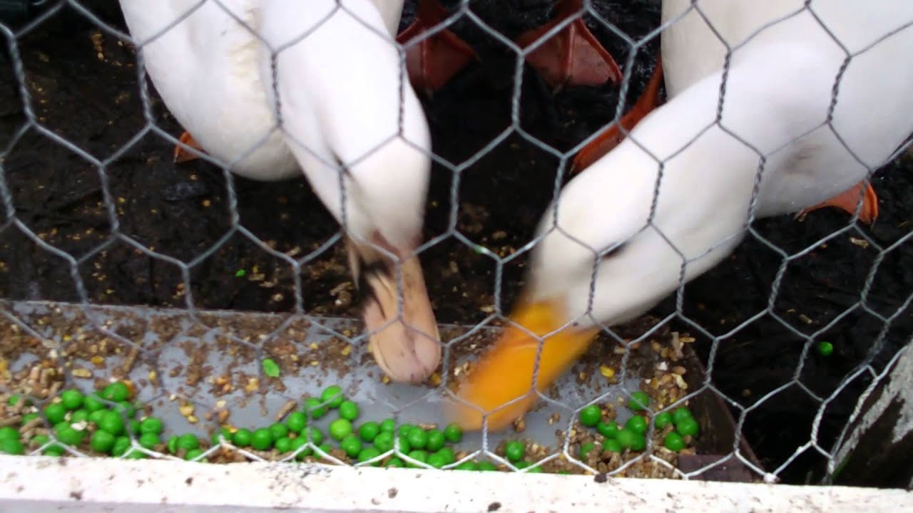 Aylesbury ducks munching peas - YouTube