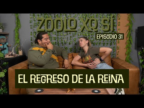 El REGRESO de la REINA | Zoolo XQ Sí | Episodio #31