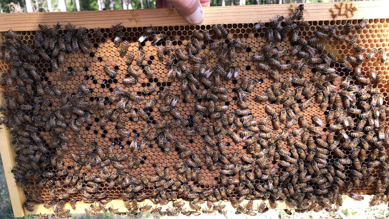 Joseph Rawls Live Stream - YouTube