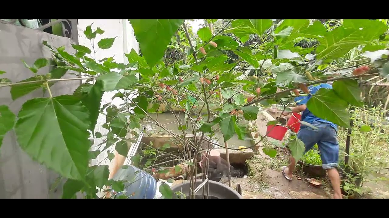 Curhat depan Pohon Murbay - YouTube