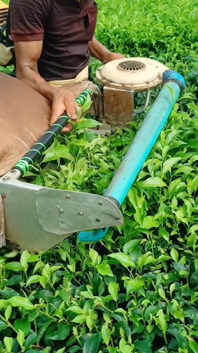 Tea leaf cutting machine | gardening 🌱 | #shortsfeed #shortvideo #tranding #shorts - YouTube