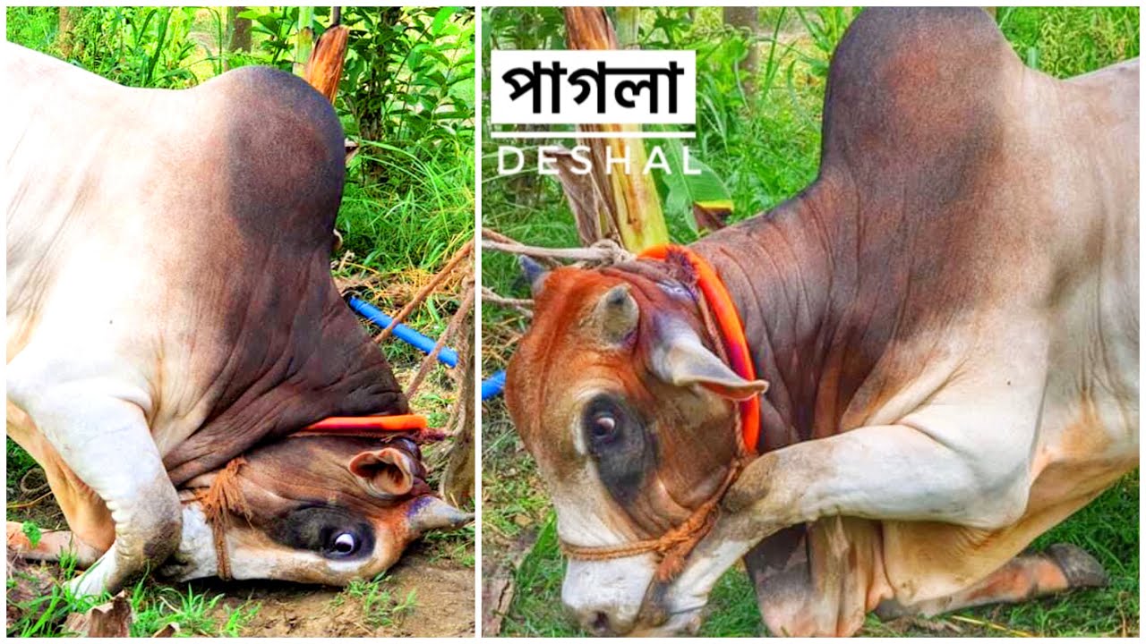 Deshal Gorur Chorom Paglami | HNN Agro | The Home of Goru Lovers - YouTube