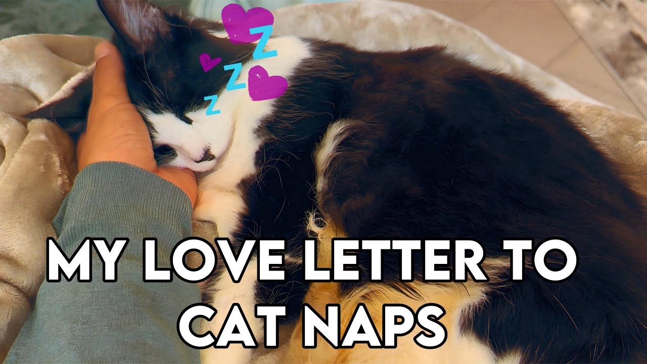 CUTE CAT SLEEPING || I love napping. - YouTube