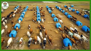 Russian Cow Farm How Millions Of Cows Are Raised In Boxes Beef ...