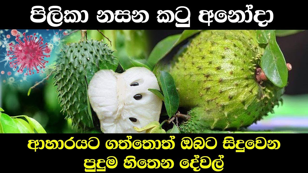 කටු අනෝදා වල විශ්මිත ගුණ | Katu anoda - YouTube