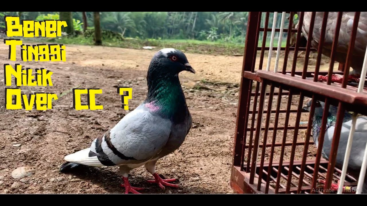 INI DIA MERPATI TINGGI NITIK OVER CC - YouTube