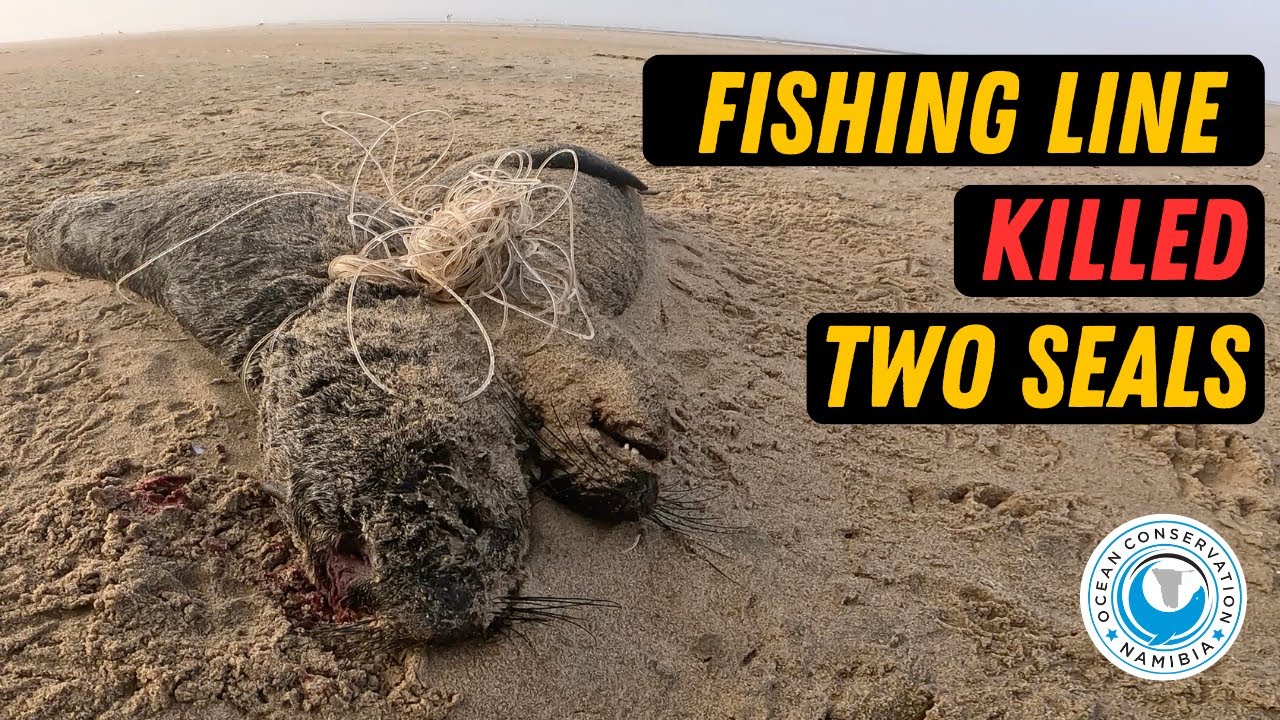Fishing Line Killed Two Seals - YouTube