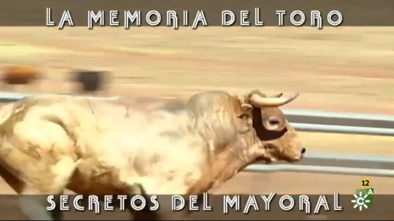 La Memoria Del Toro, Secretos Del Mayoral - YouTube