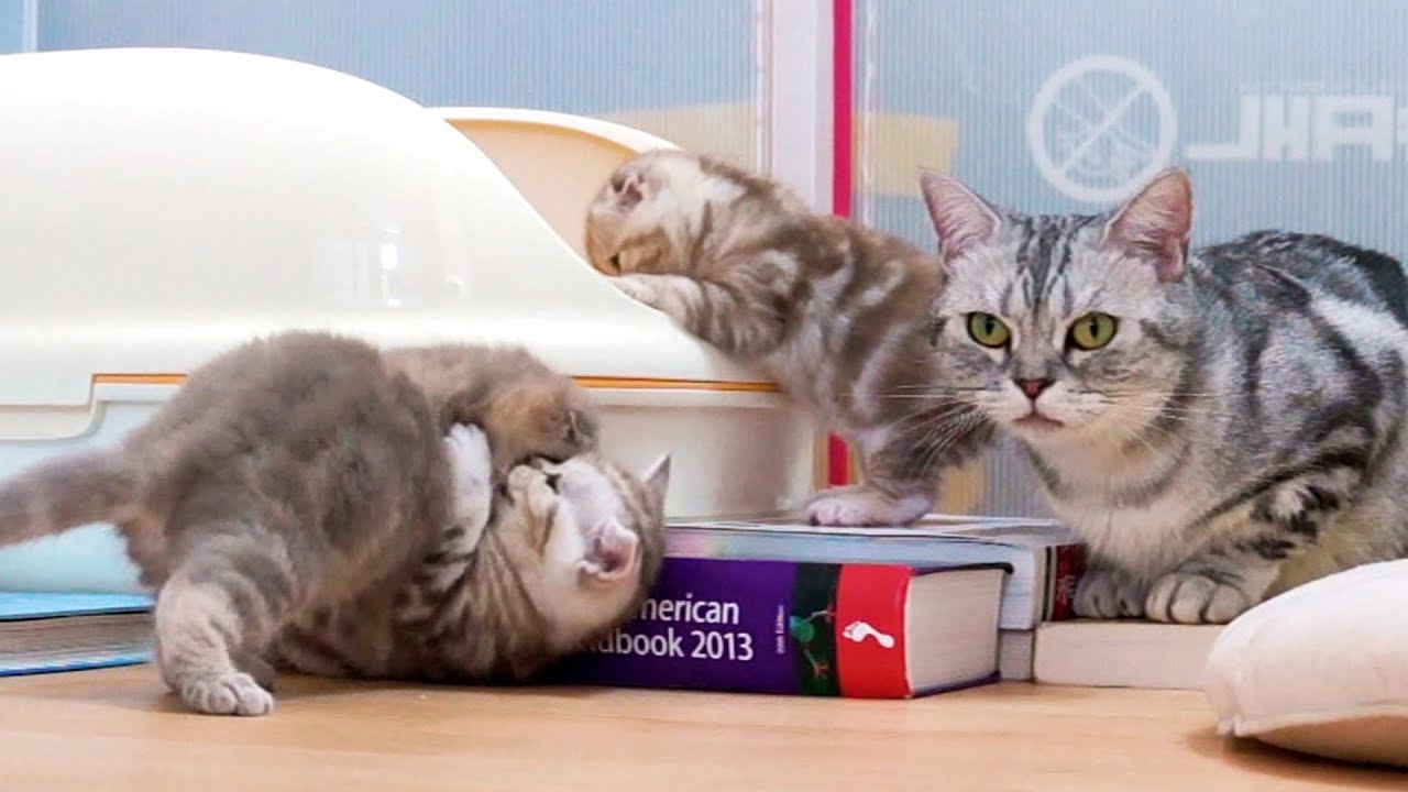 엄마 고양이의 잔소리 Cat Nitpicking [탐묘생활] - YouTube