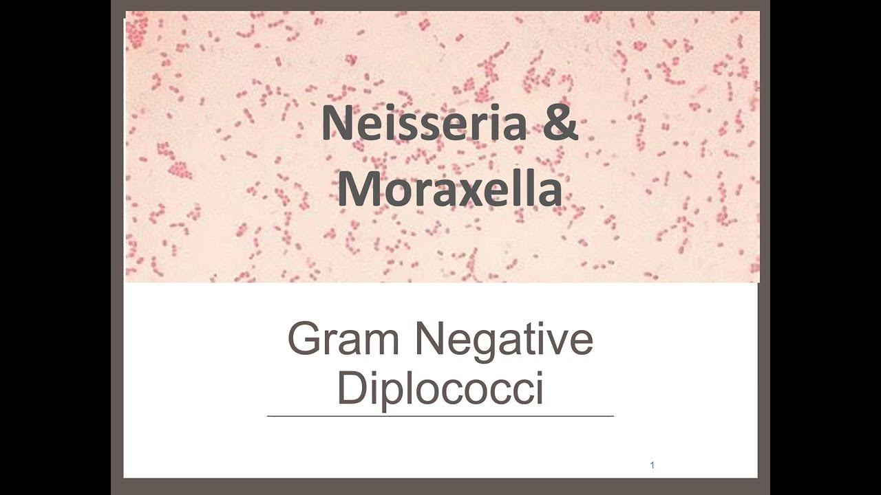 Neisseria & Moraxella Lecture - YouTube
