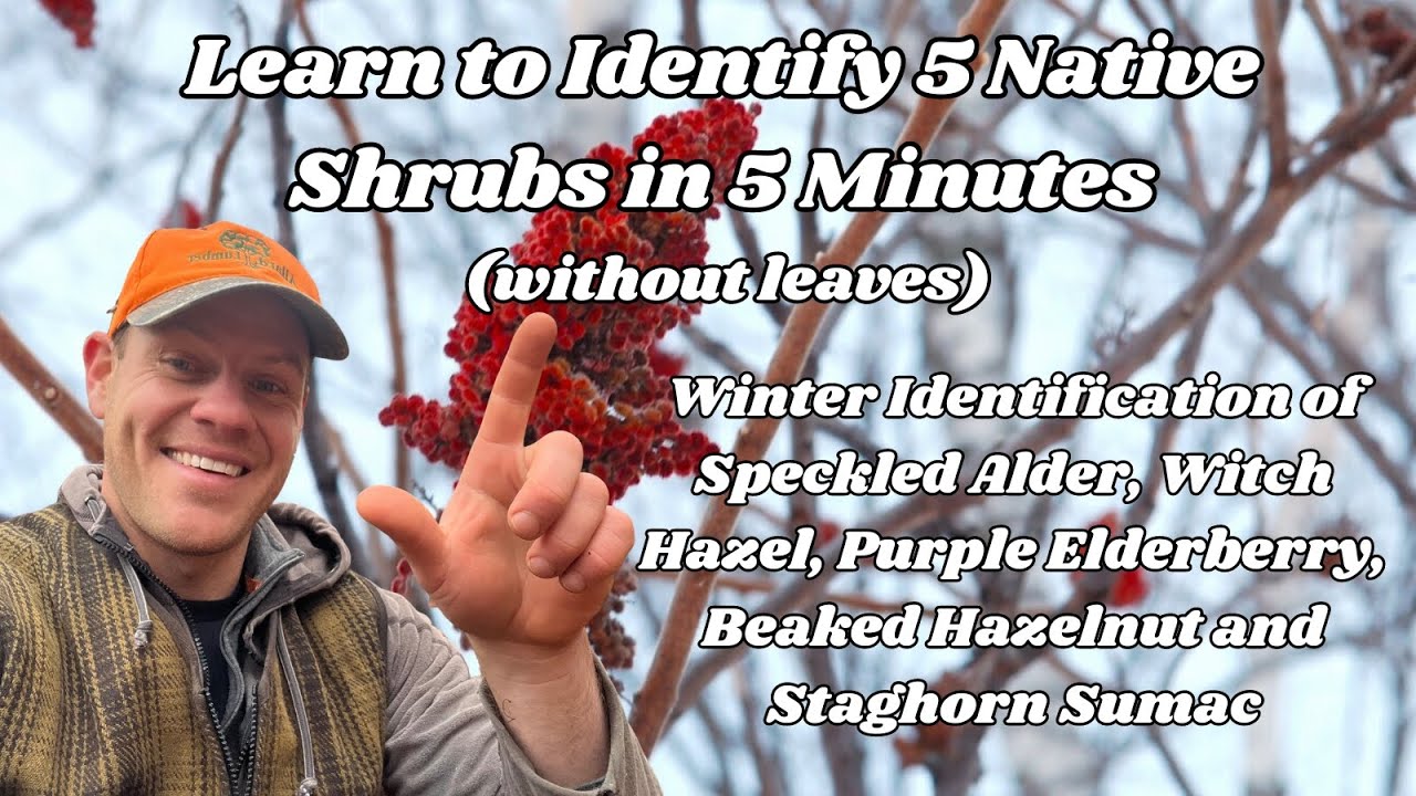 Learn to Identify 5 Native Shrubs in 5 Minutes -- without leaves ...