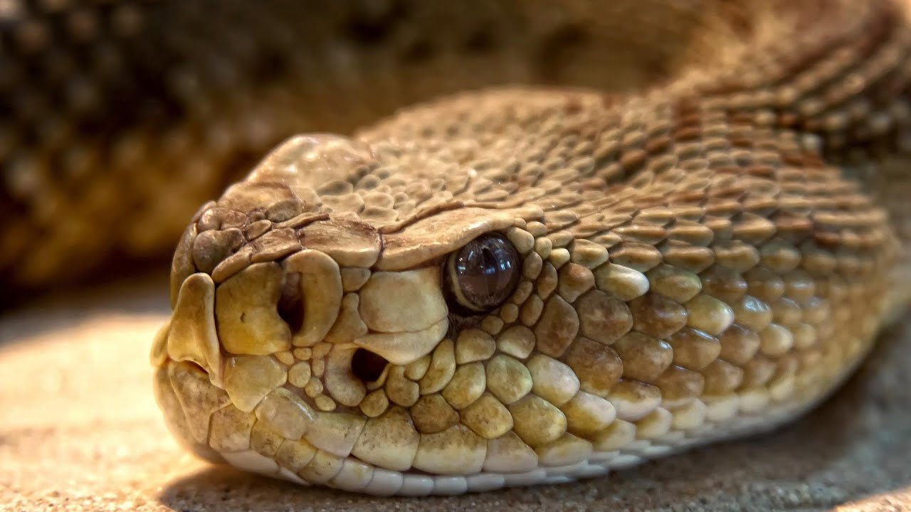 4K Venomous Snake - Deadly Snakes | Nature's Dangerous and Scariest ...