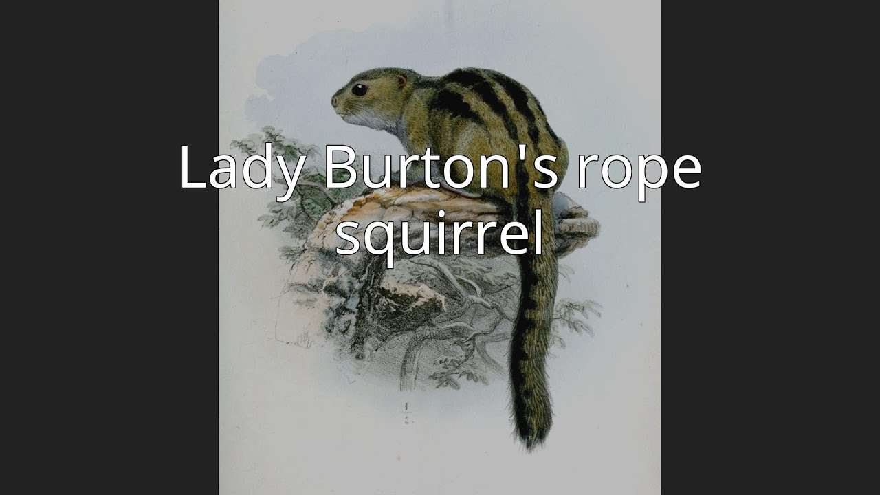 Lady Burton's rope squirrel - YouTube