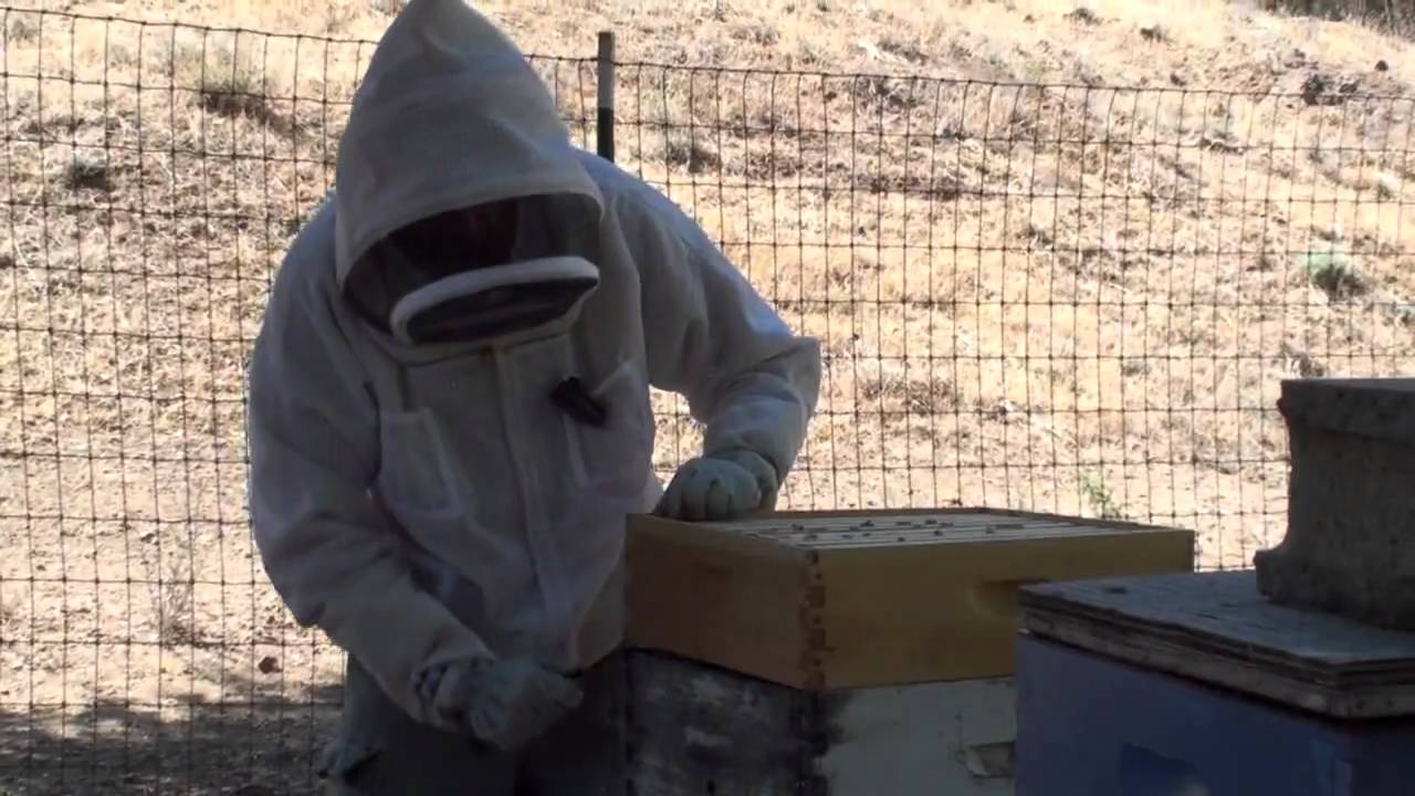 Brace and Burr Comb on a Beehive - YouTube