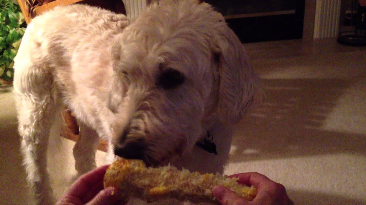 Sophie the Labradoodle's first time eating corn on the cob - YouTube