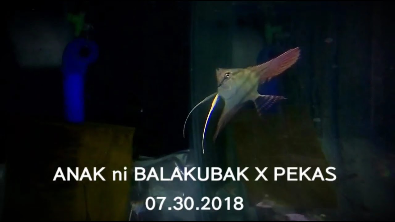 Santa Isabel Angelfish juveniles - YouTube