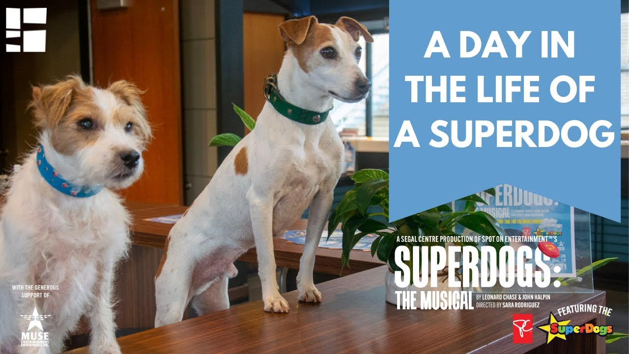 A Day in the Life of a SuperDog - YouTube