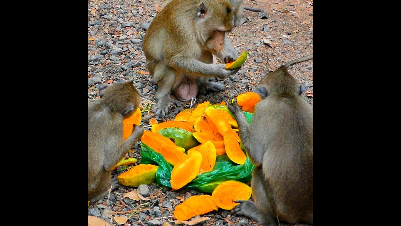 Happy day tourist bring a lot of mango for monkey they are very happy ...