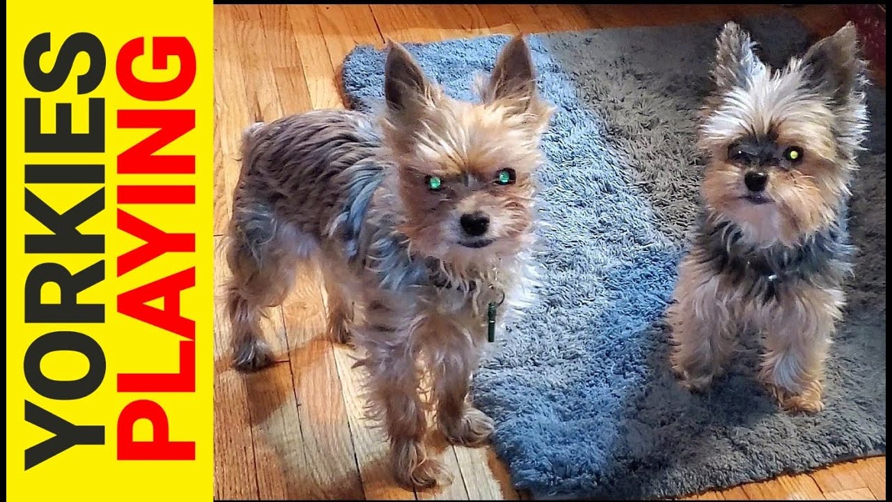 Yorkies Playing!! - YouTube