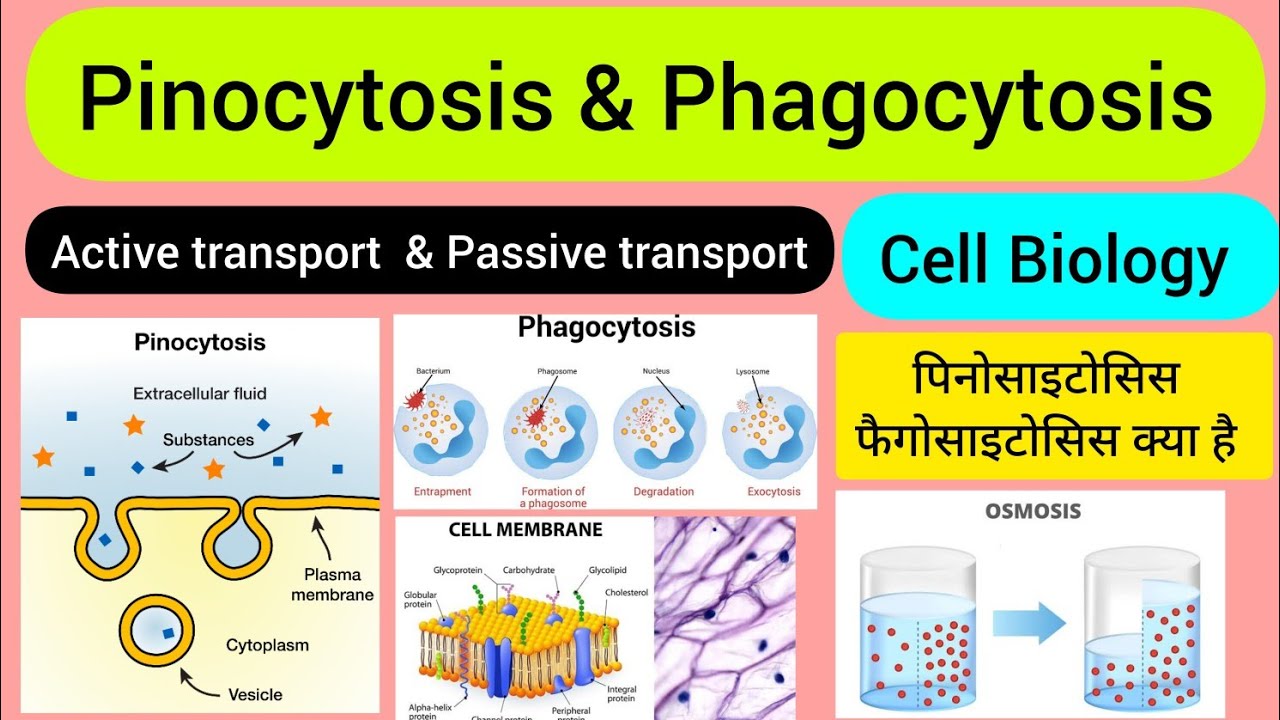 Pinocytosis and Phagocytosis | Active transport and Passive transport ...