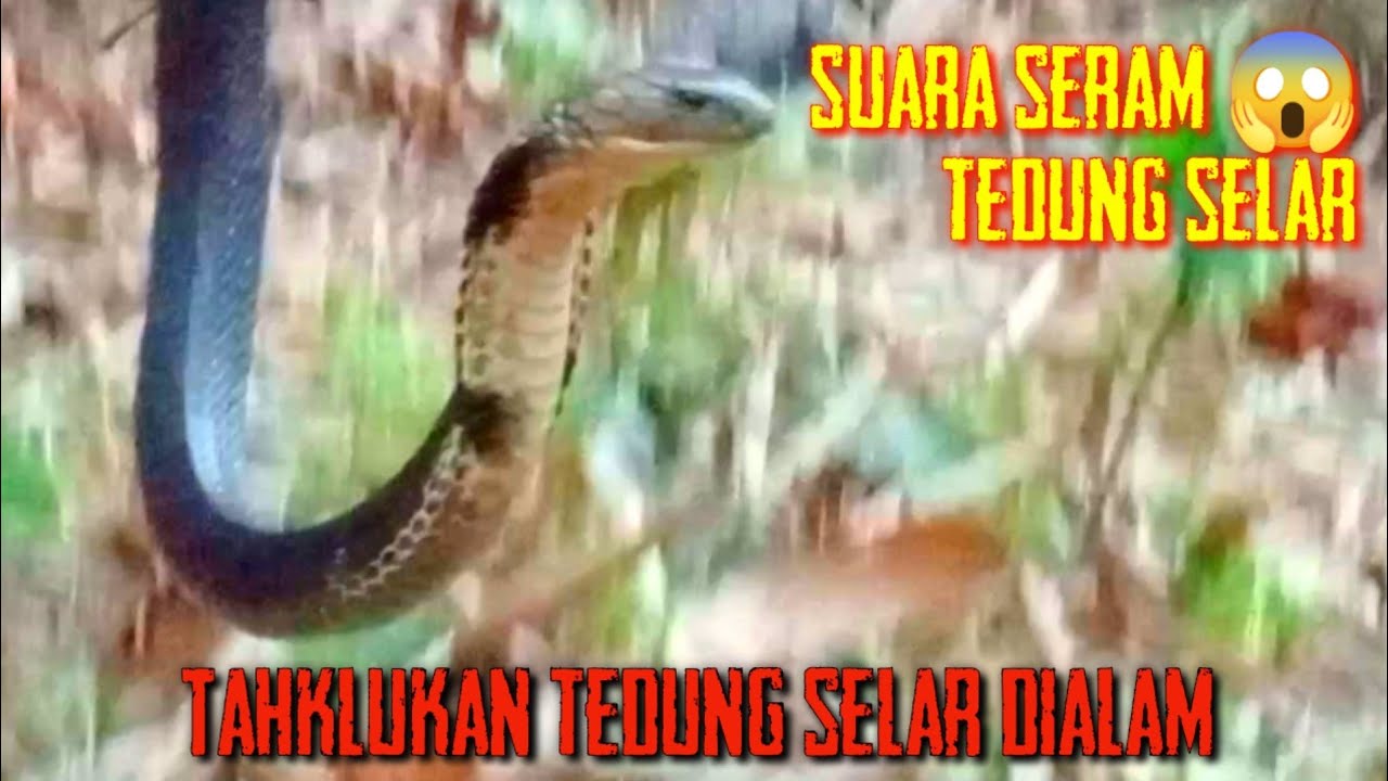 Suara seram tedung selar_tahklukan tedung selar di alam - YouTube