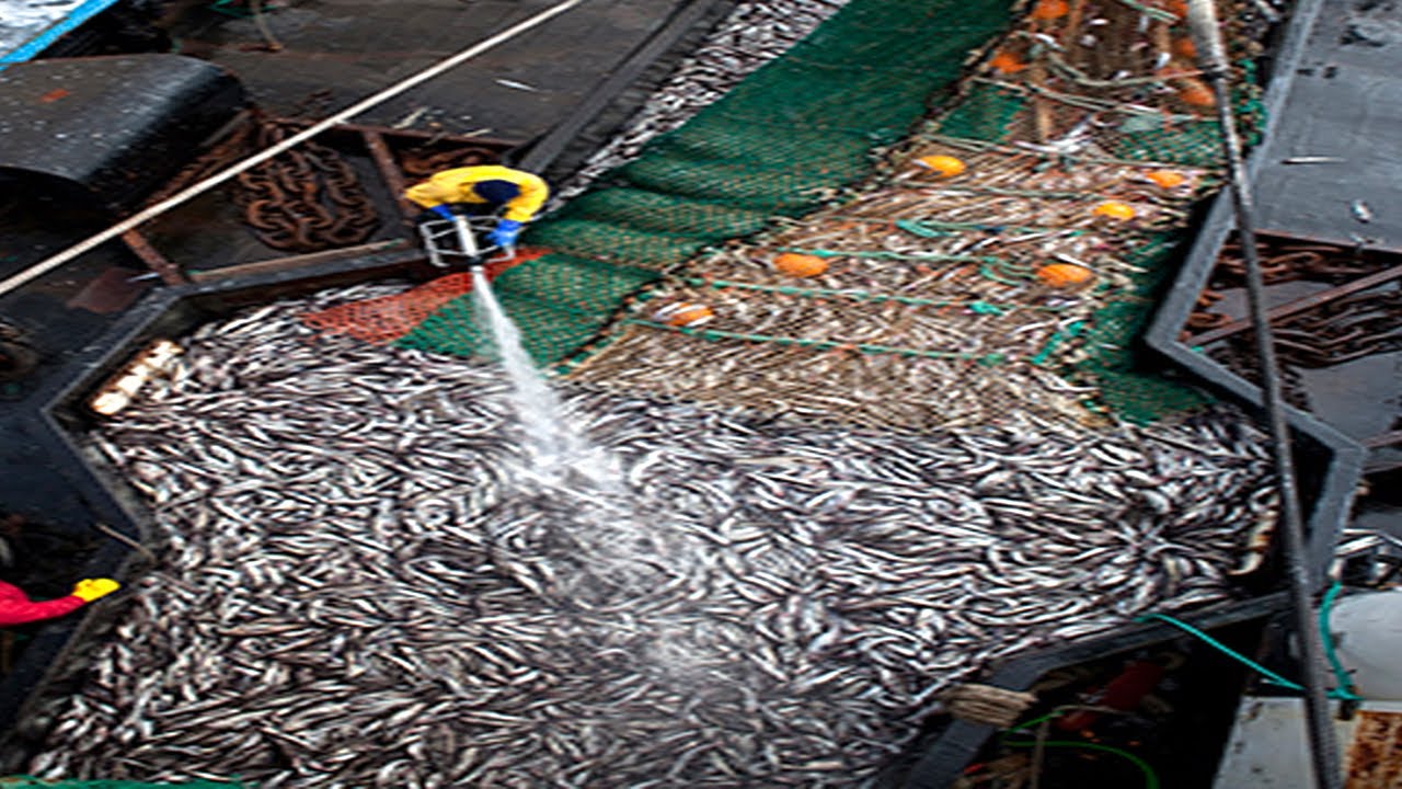 Big Net Fishing, Havest and Processing Hundred Tons Fish On Modern Boat ...