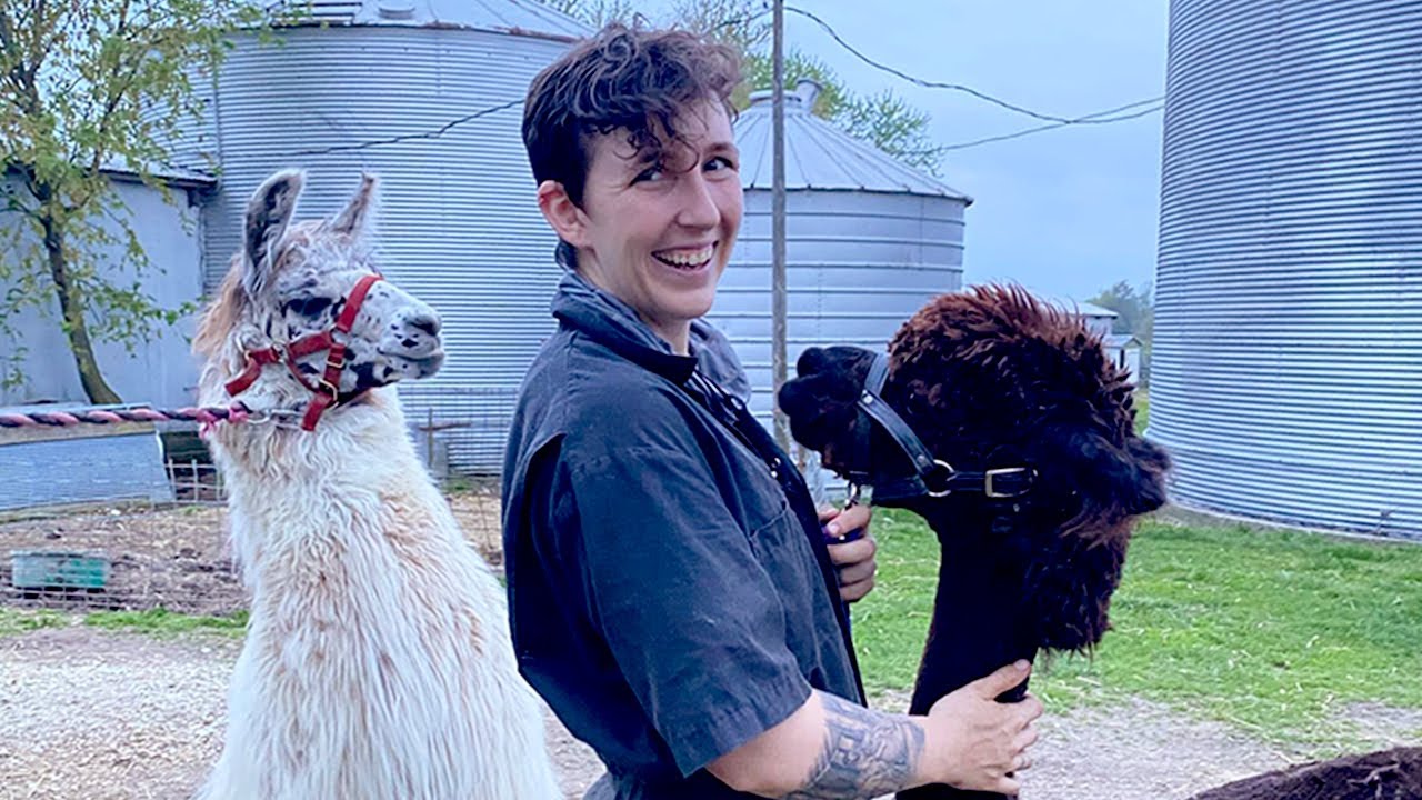 Llama Shearing: Keeping Our Furry Friends Happy And Healthy | The Koala ...