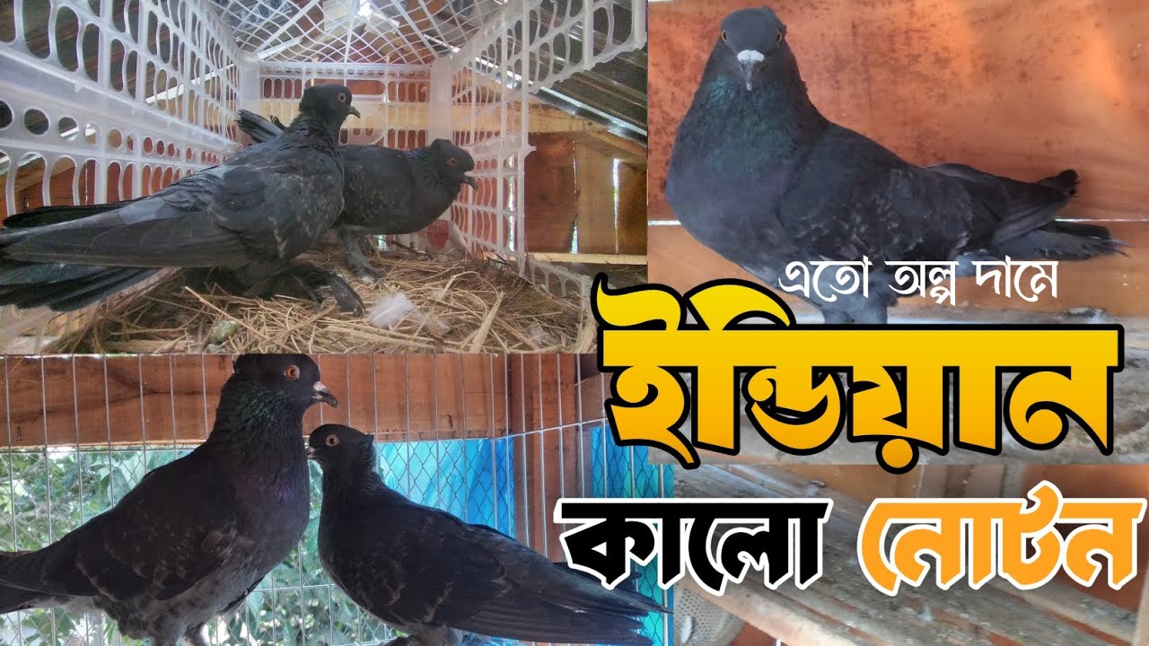 ইন্ডিয়ান কালো নোটন কবুতর। Black noton pigeon. - YouTube