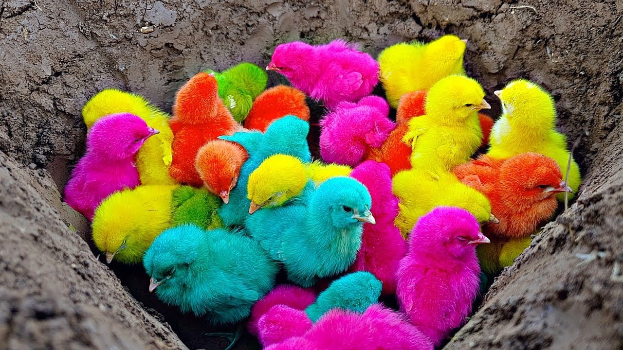 Catching cute ,rainbow, colorful chickens, cute animals cute Chicks ...