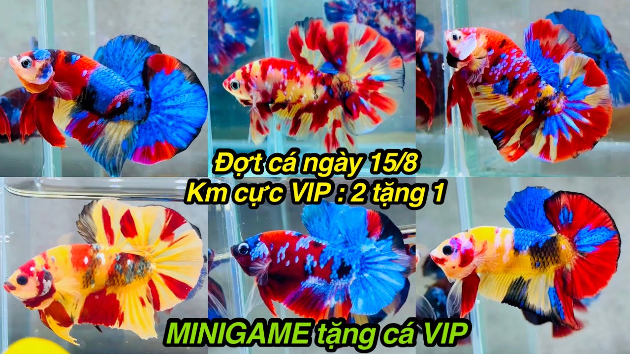 Đợt cá ngày 15/8, KM 2 tặng 1. nemo multi, nemo galaxy, nemo yellow ...