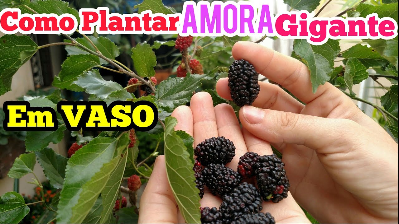 MAIS NOVIDADE NA HORTA:COMO PLANTAR AMORA GIGANTE EM VASO... - YouTube