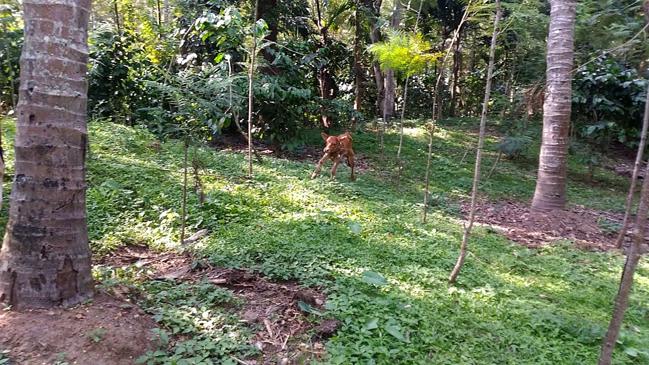 Freedom. Calf at Taimane Homestay Kushalnagar - YouTube