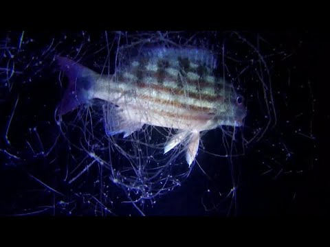 Pag lalambat sa isla gamit ang triple net / Night net fishing ...
