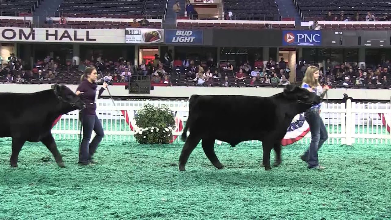 2013 NAILE: Angus Bull Show - YouTube