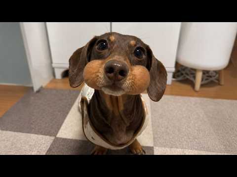 I've Watched These Hilarious Dogs 20 Times and It NEVER Gets Old! 🤣