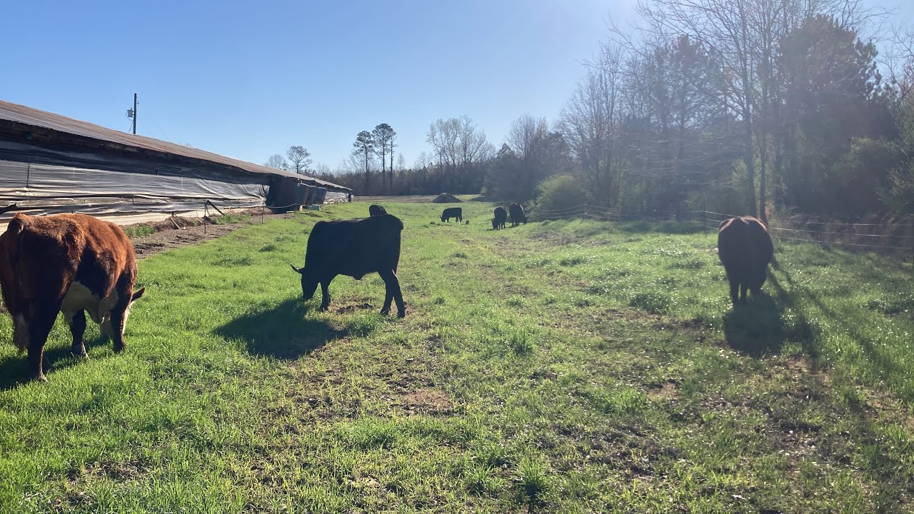 Cows getting grass - YouTube