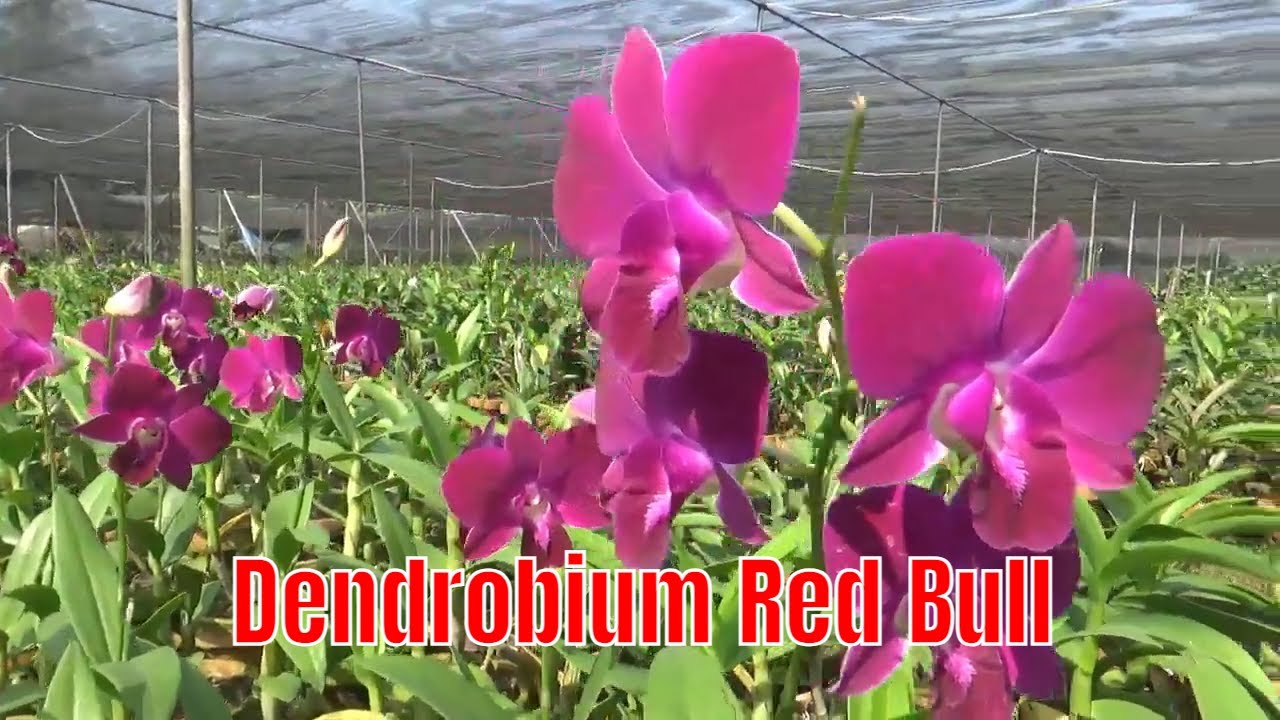 Anggrek Dendrobium Red Bull sangat mirip dengan Sonia - YouTube