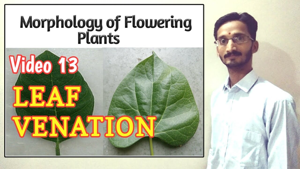 LEAF VENATION || Reticulate Venation, Parallel Venation and Furcate ...