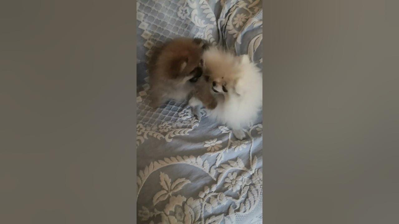 Lylie et Daisy en guerre - YouTube