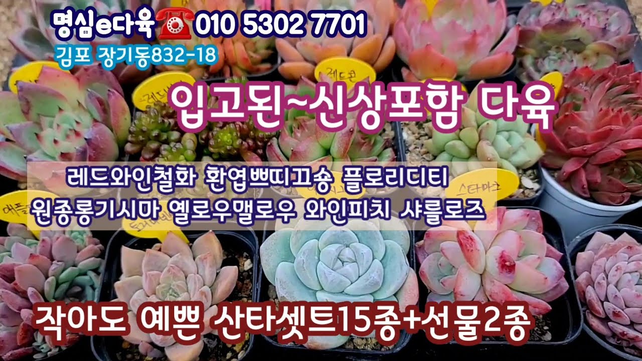 명심e다육 작아도 예쁜산타셋트15종선물2종입고된신상포함 모두집합레드와인철화 환엽쁘띠끄숑 원종롱기시마 옐로우맬로우 와인피치
