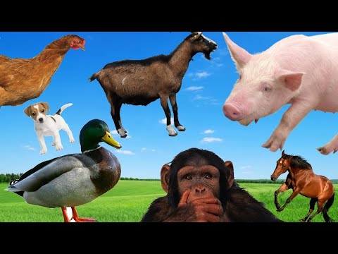 Farm Animal Sounds : Cow, goat, horse, chicken, pig, ram, duck, bull ...