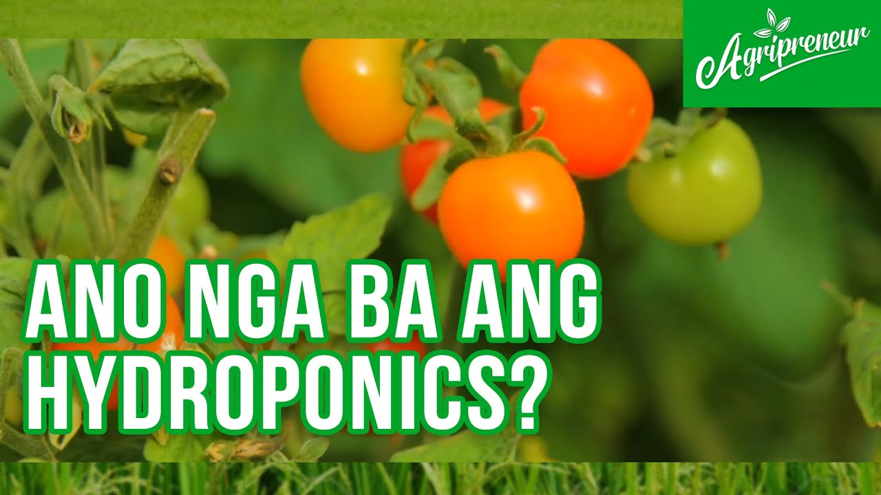 Ang Mga Techniques sa Pagsasaka ng Zennor Hydroponics Farm - YouTube