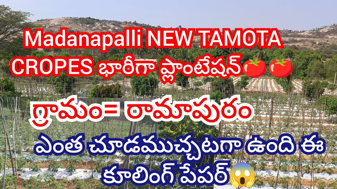 #MADANAPALLI NEW TAMOTA CROPES CULTIVATION గ్రామము #రామాపురం ఎంత ...
