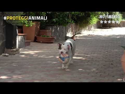 Desire Manca (M5S) #ProteggiAnimali