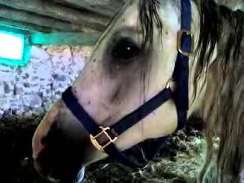 Copy of Beau-Dacious - YouTube