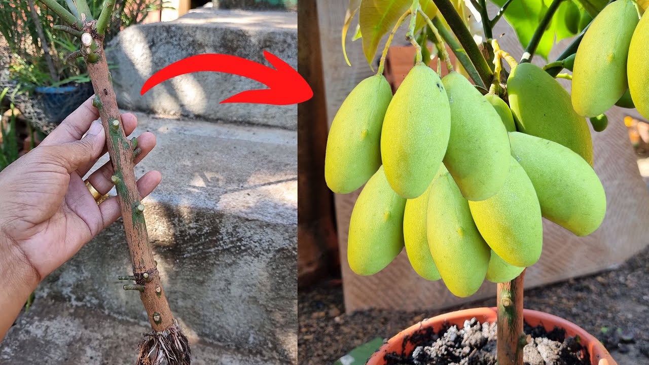 Good Skill Propagation Mango Tree Growing Fast Use Alligator Balm Fruit ...