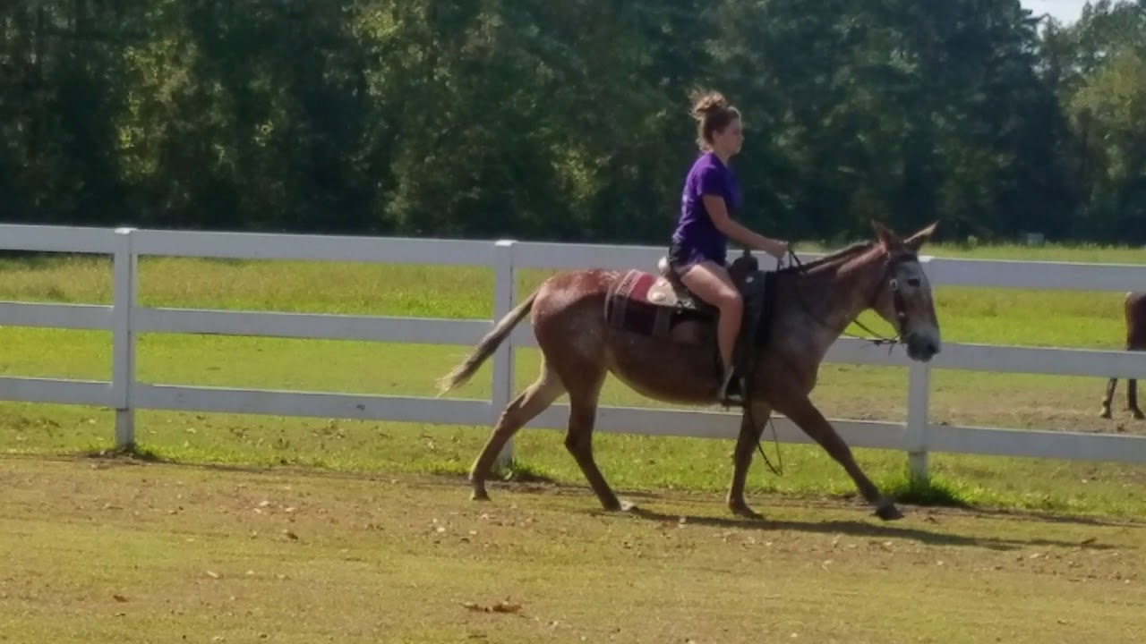 Honest red roan app mare mule - YouTube