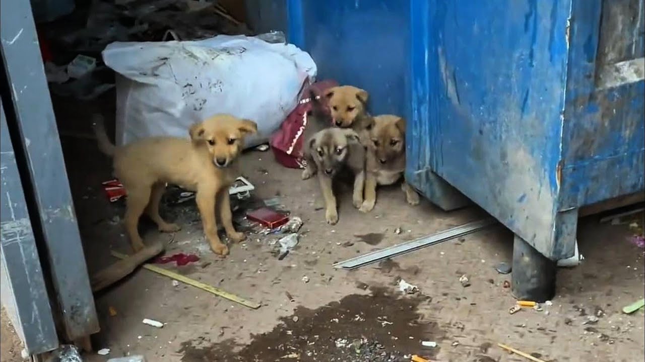 Four puppies were abandoned in a garbage dump, curled up helplessly in ...