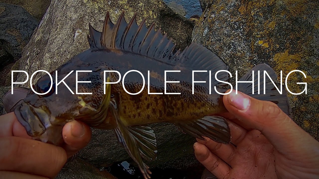 COASTAL FORAGING FOR UNI & POKE POLE FISHING FOR ROCKFISH - YouTube