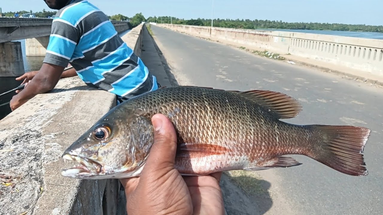 Today's tackle Mangrove Jack tamila - karva fish#fishing #pondicherry # ...